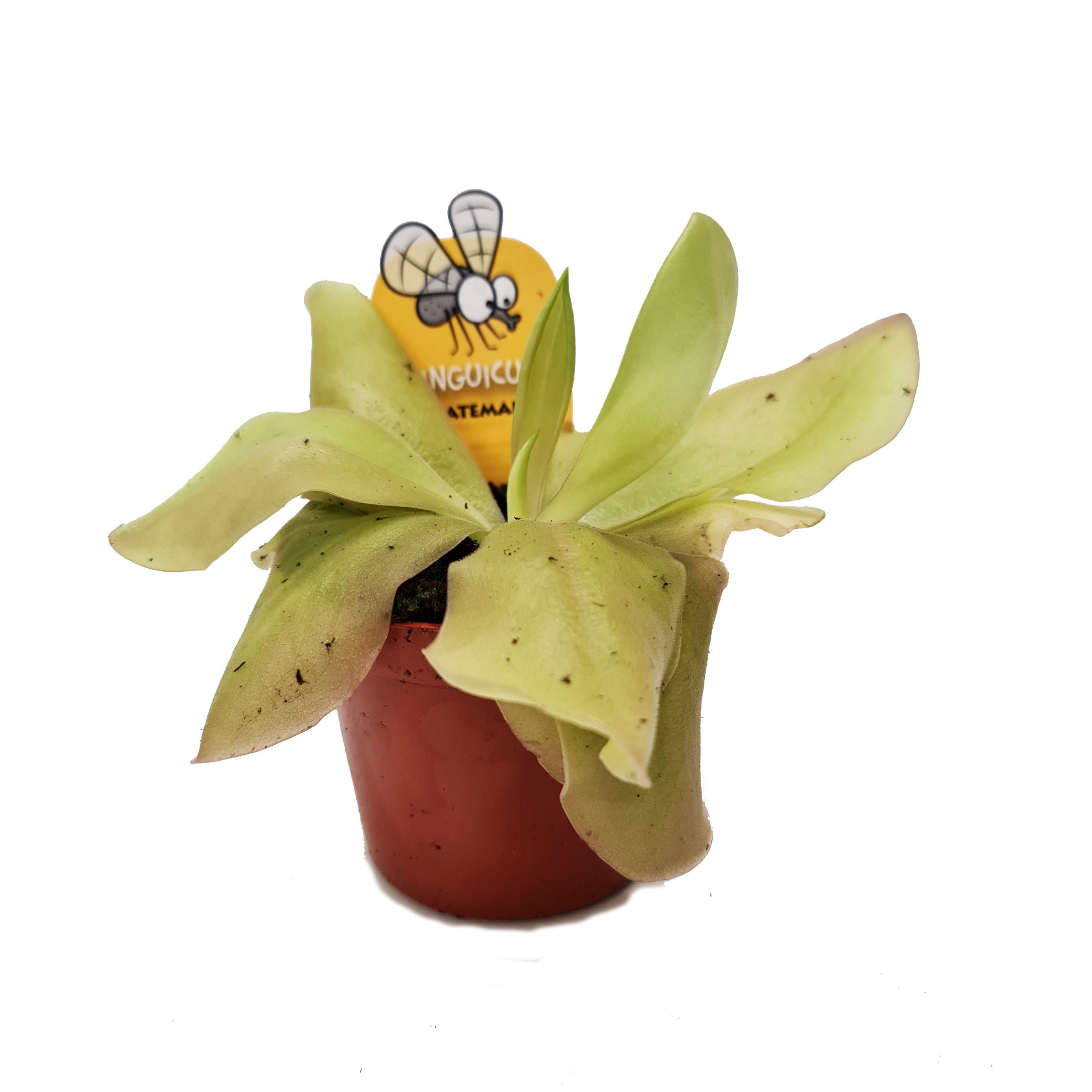 Carnivorous | Mystery Box & A Surprise Mix Of Bug Munchers & Houseplant UK