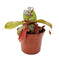 Carnivorous | Mystery Box & A Surprise Mix Of Bug Munchers & Houseplant UK
