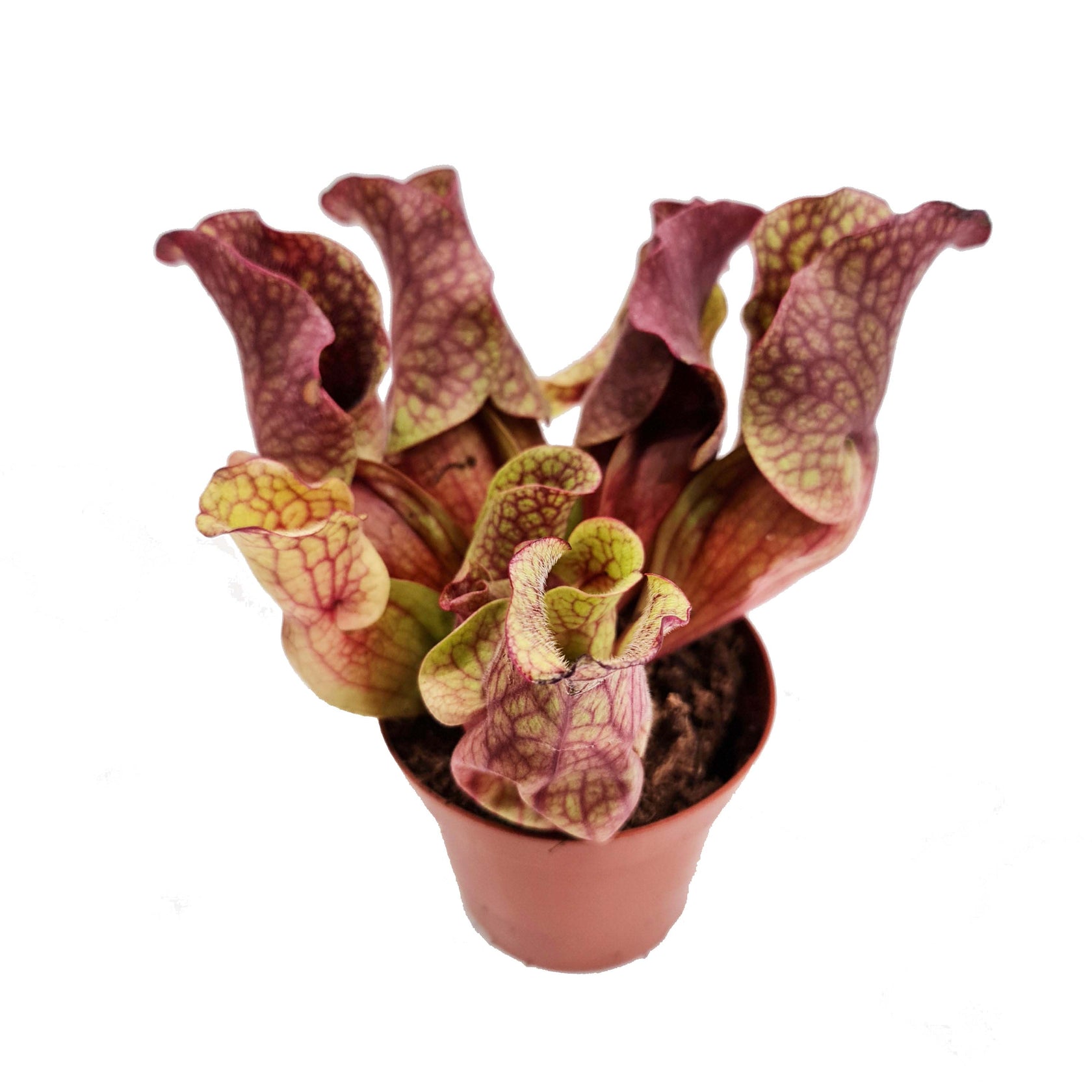 Carnivorous | Mystery Box & A Surprise Mix Of Bug Munchers & Houseplant UK