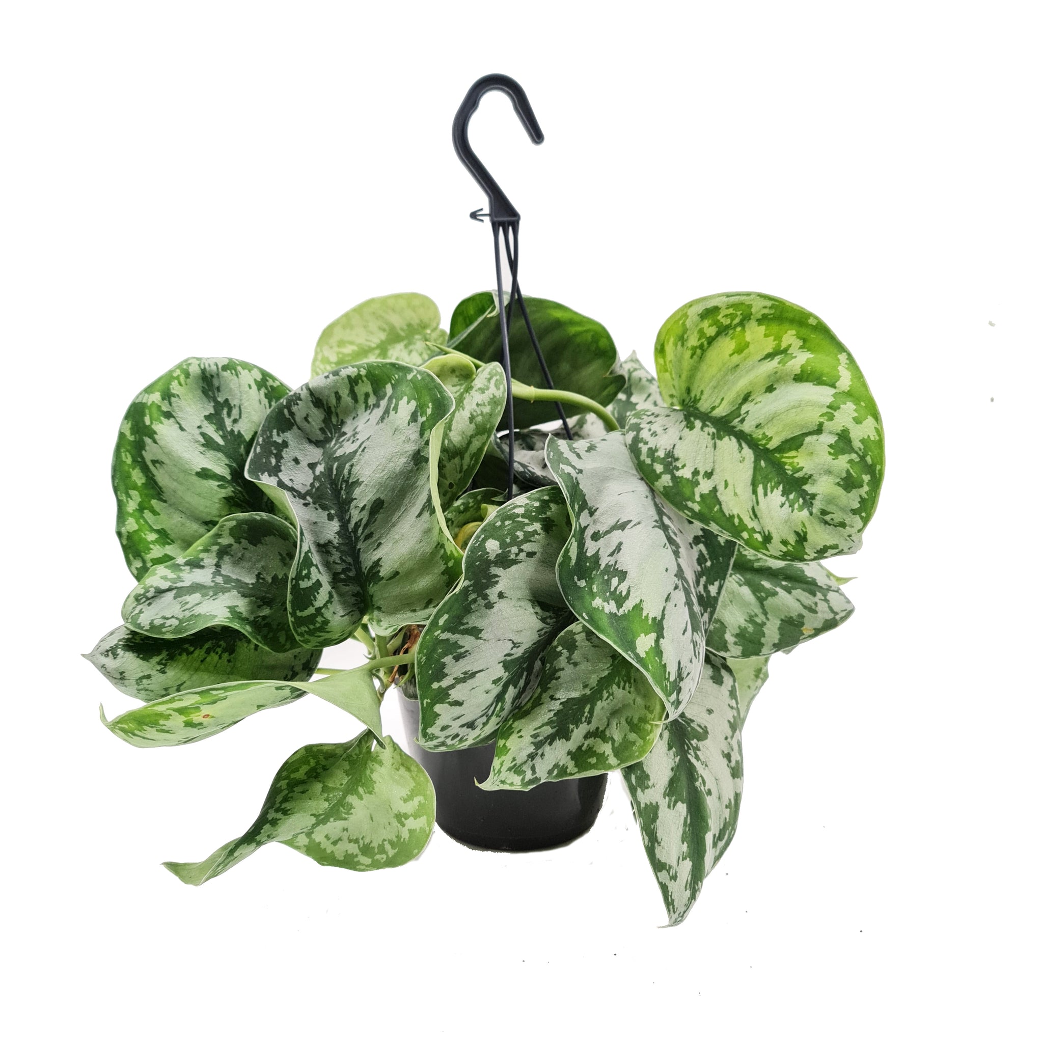 Satin Silver Pothos | Trebie & Scindapsus Pictum & Houseplant UK