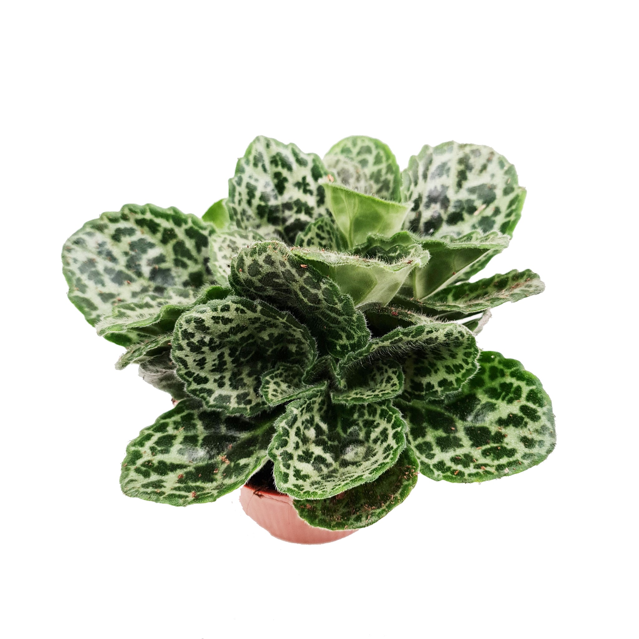 Streptocarpus | Pretty Turtle & Streptocarpus Saxorum & Houseplant UK