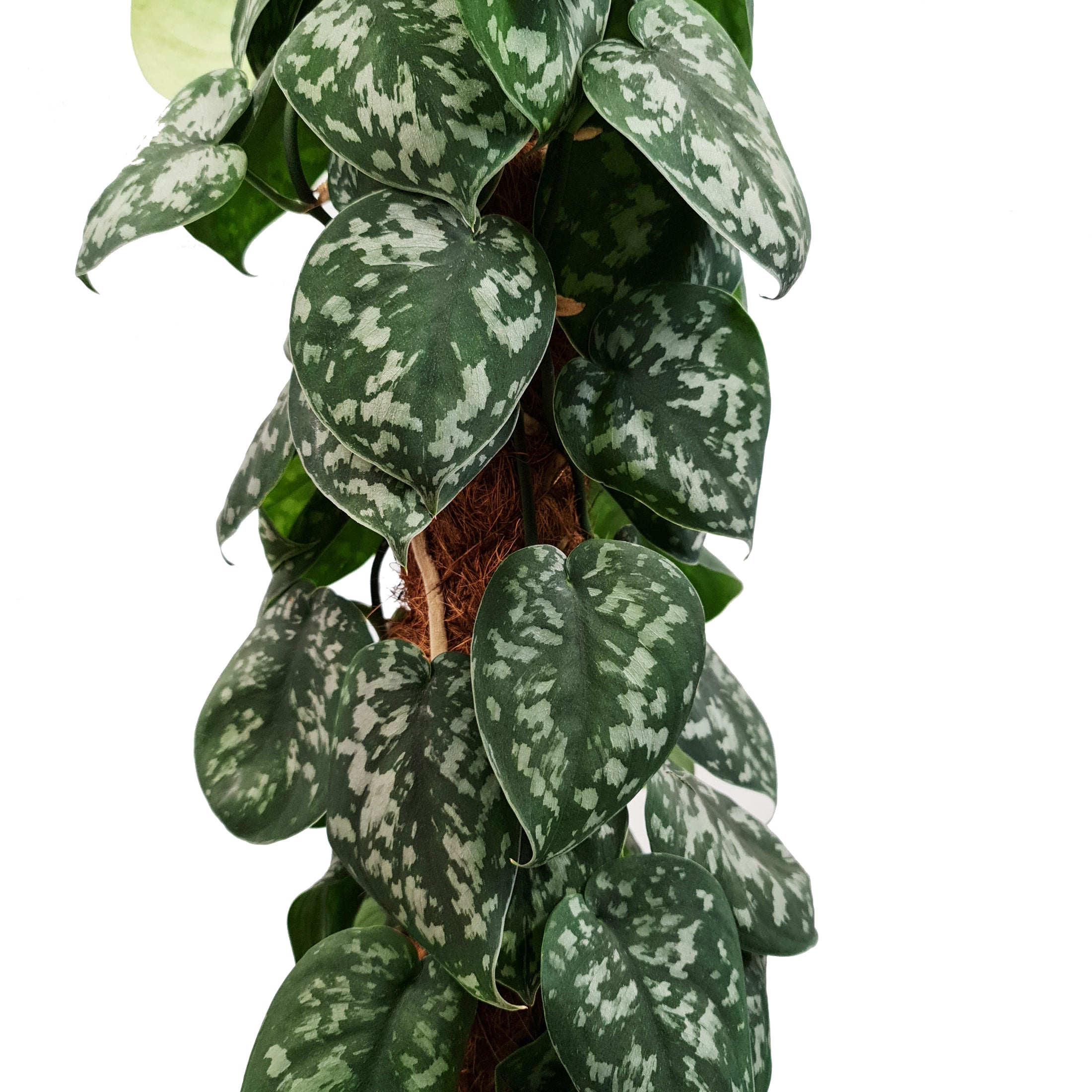 Satin Silver Pothos | Trebie & Scindapsus Pictum & Houseplant UK