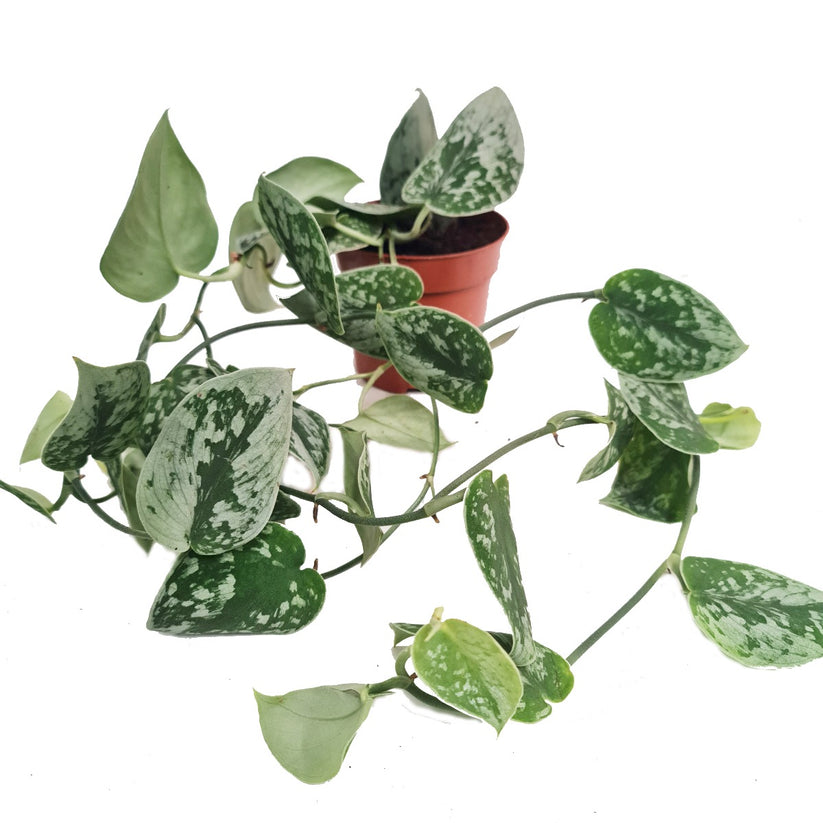 Silver Satin Pothos | Silvery Ann & Scindapsus Pictum Argyraeus ...
