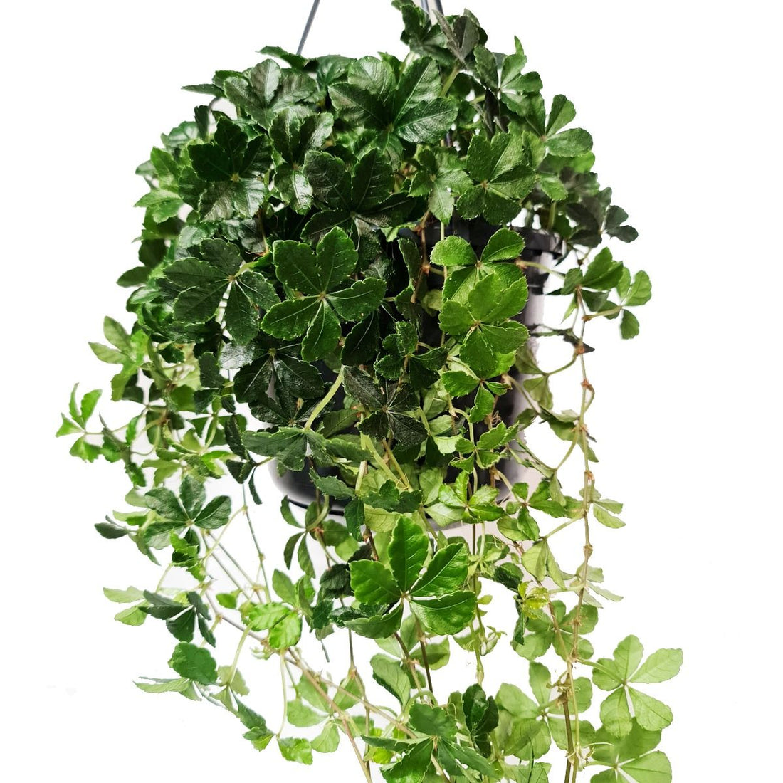 Sugar Vine | Verona & Parthenocissus Inserta/Clematicissus Striata ...