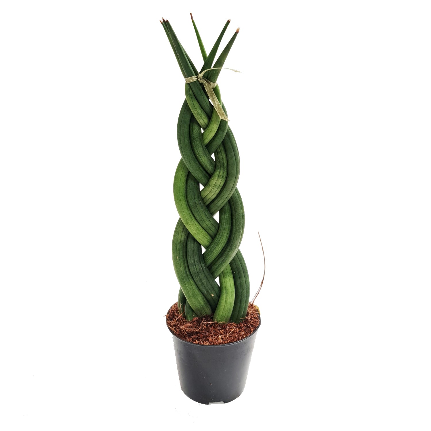 Snake Plant | Braided & Sansevieria Trifasciata & Houseplant UK