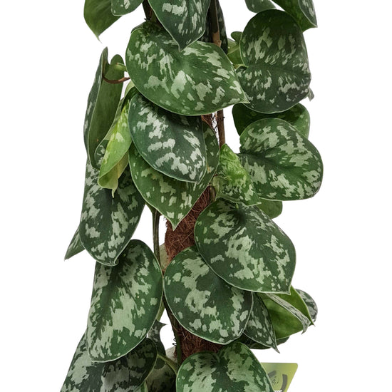 Satin Silver Pothos | Trebie & Scindapsus Pictum & Houseplant UK