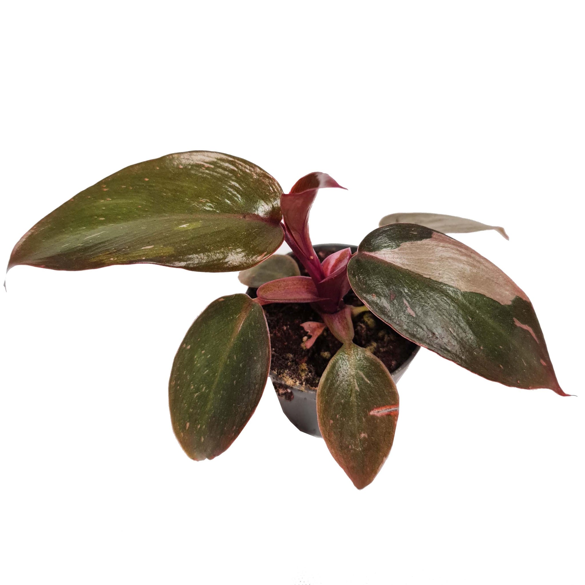 Pink Princess Philo | Rare Plant & Philodendron Erubescens & Houseplant UK