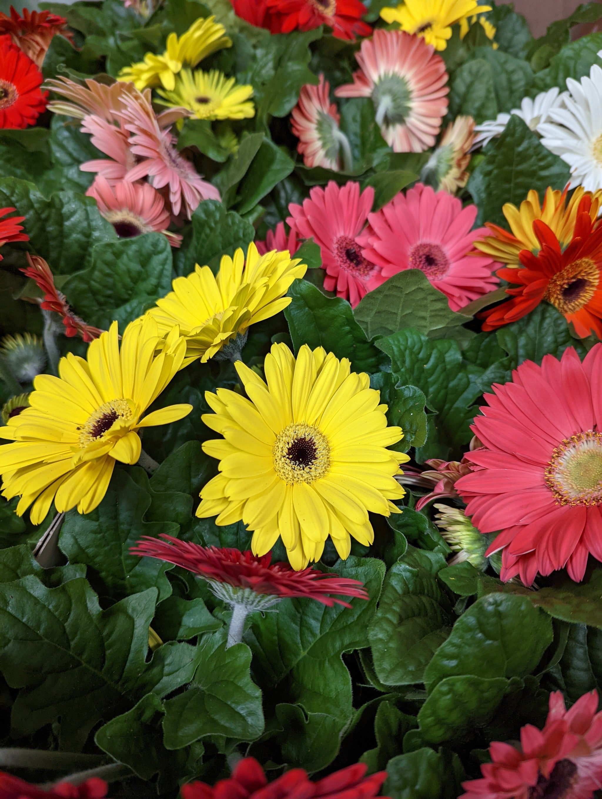 Gerbera | Various Colours & Gerbera