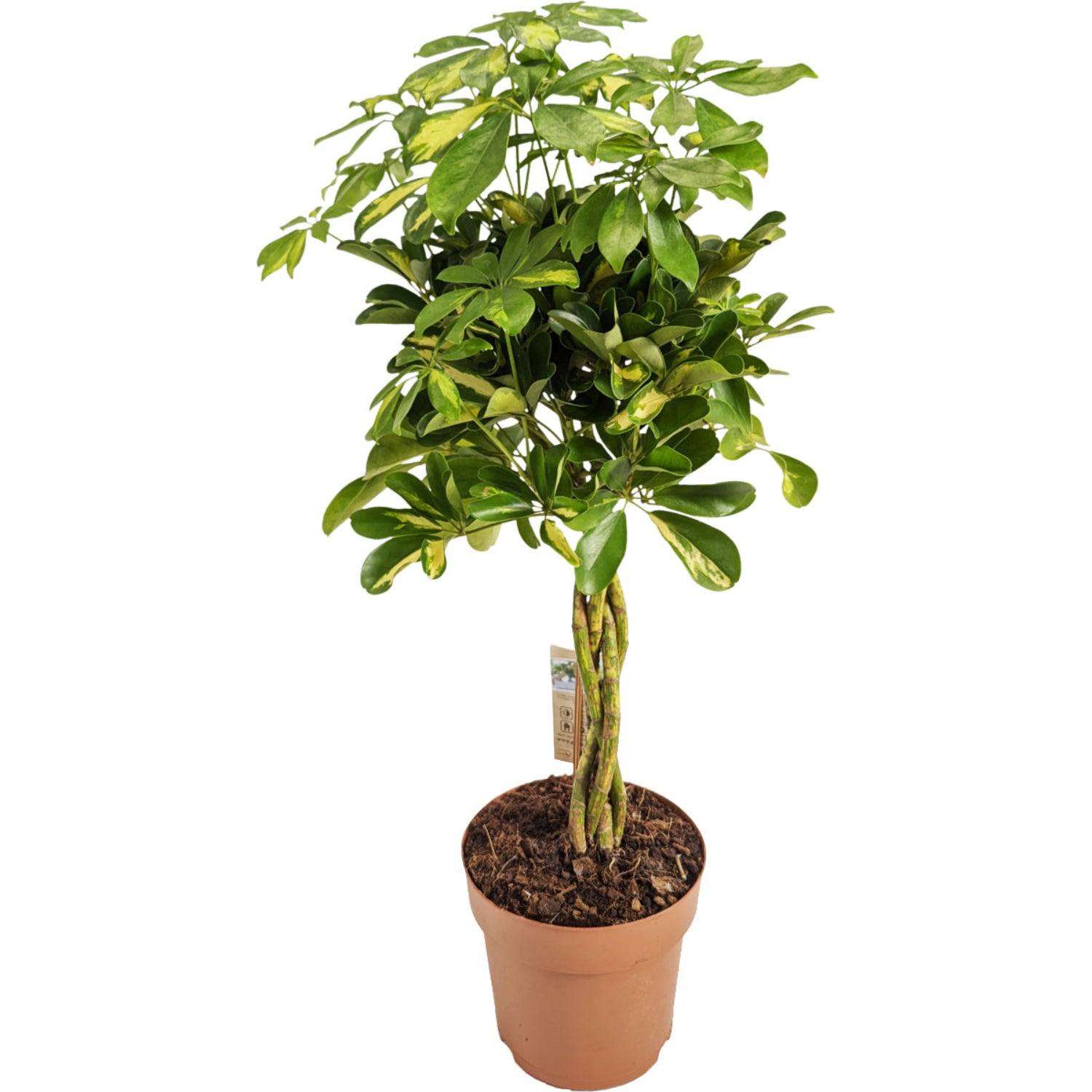 Umbrella Tree | Gold Capella & Schefflera Arboricola & Houseplant UK