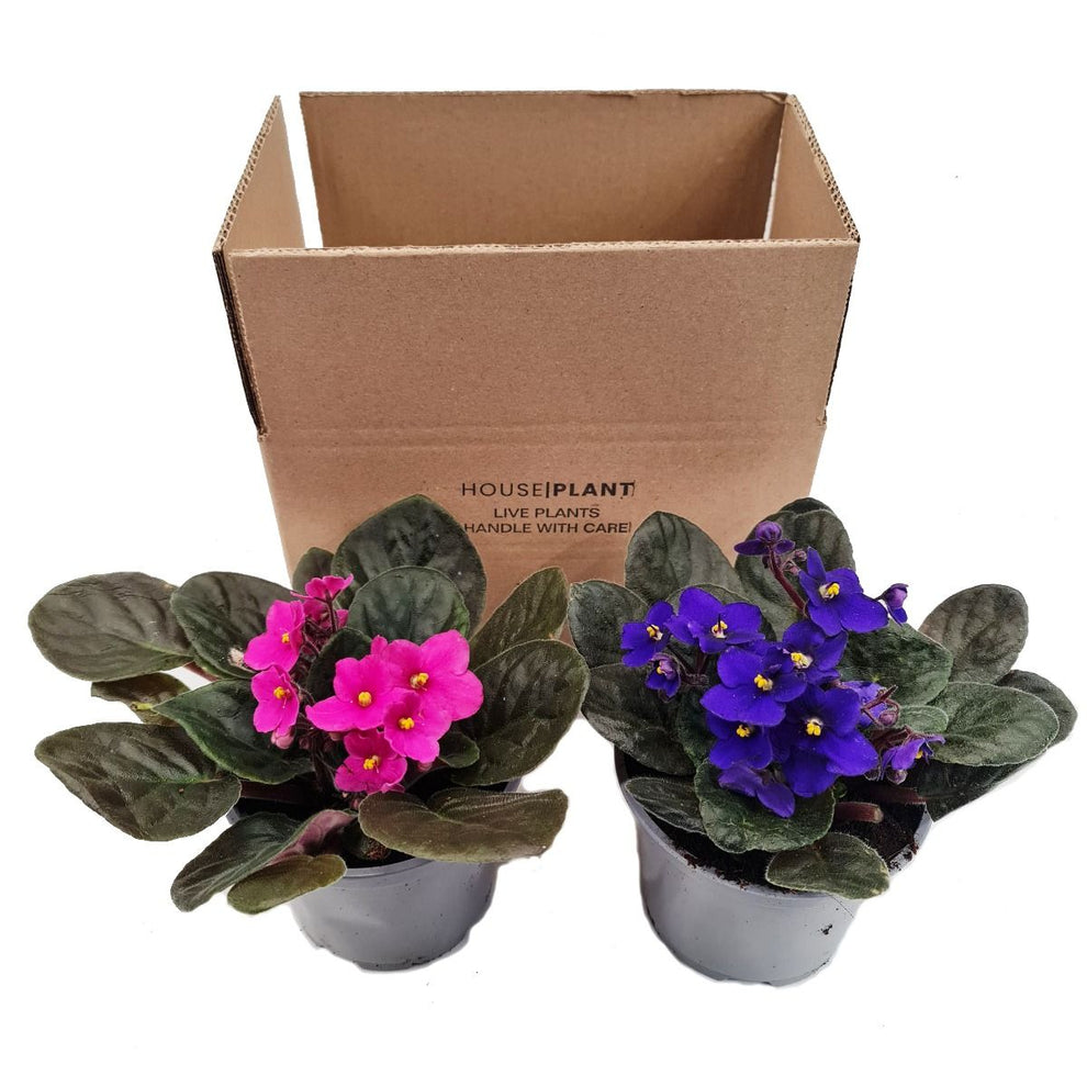 African Violet | Mystery Box & A Surprise Mix Of Saint Paulia ...