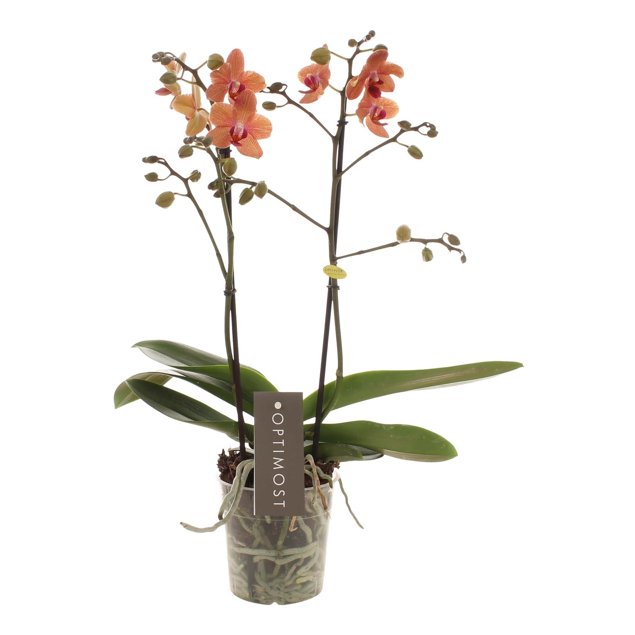 Phalaenopsis Orchid | Sunset Love & Orchidaceae Phalaenopsis ...